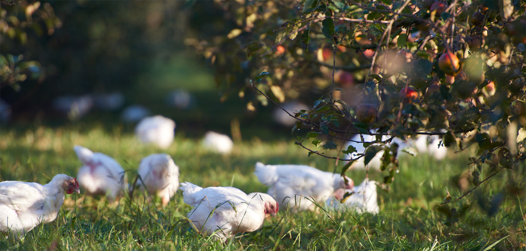 Organic Chicken – Beckenham Butchery